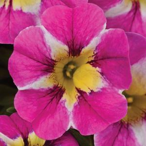 F & B Farms: Plant Library