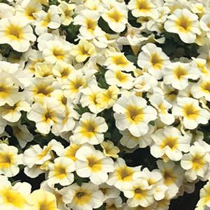 F & B Farms: Plant Library