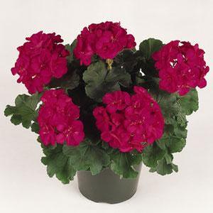 F & B Farms: Plant Library