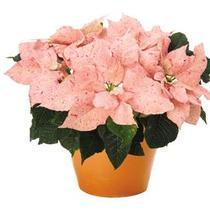 F & B Farms: Plant Library