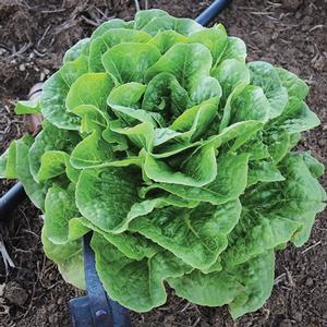 F & B Farms: Plant Library