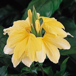 F & B Farms: Plant Library