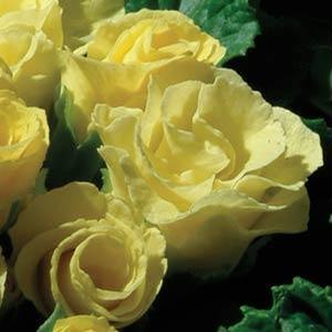 F & B Farms: Plant Library