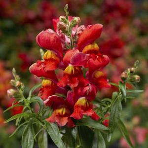 F & B Farms: Plant Library