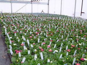 F & B Farms: Plant Library