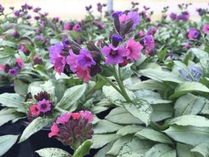 Welcome to F&B Farms